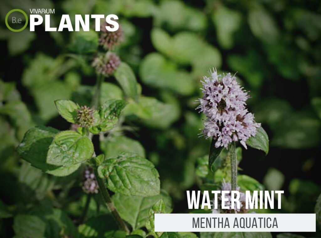 Mentha Aquatica "Water Mint" | The Plant Care Guide
