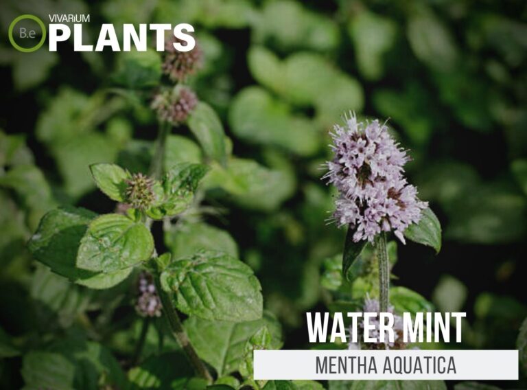 Mentha Aquatica "Water Mint" | The Plant Care Guide