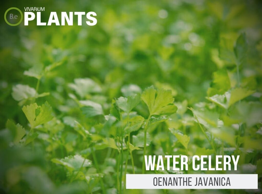 Oenanthe Javanica "Water Celery" | The Plant Care Guide