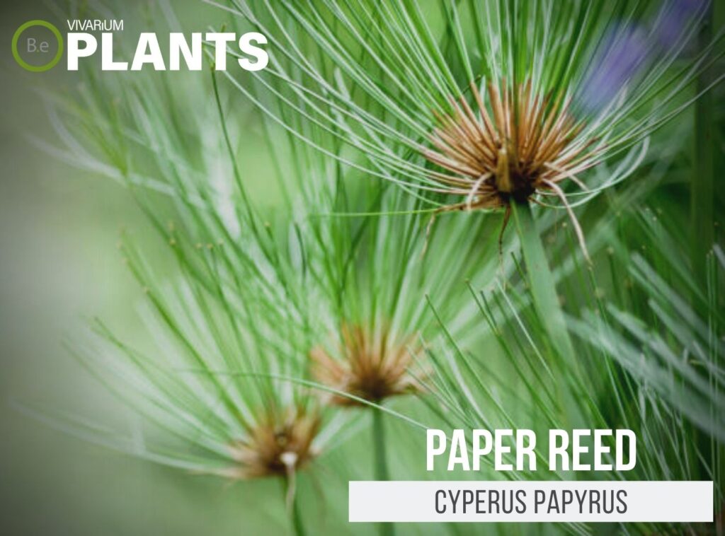 Cyperus Papyrus "Paper Reed" Plant Care Guide