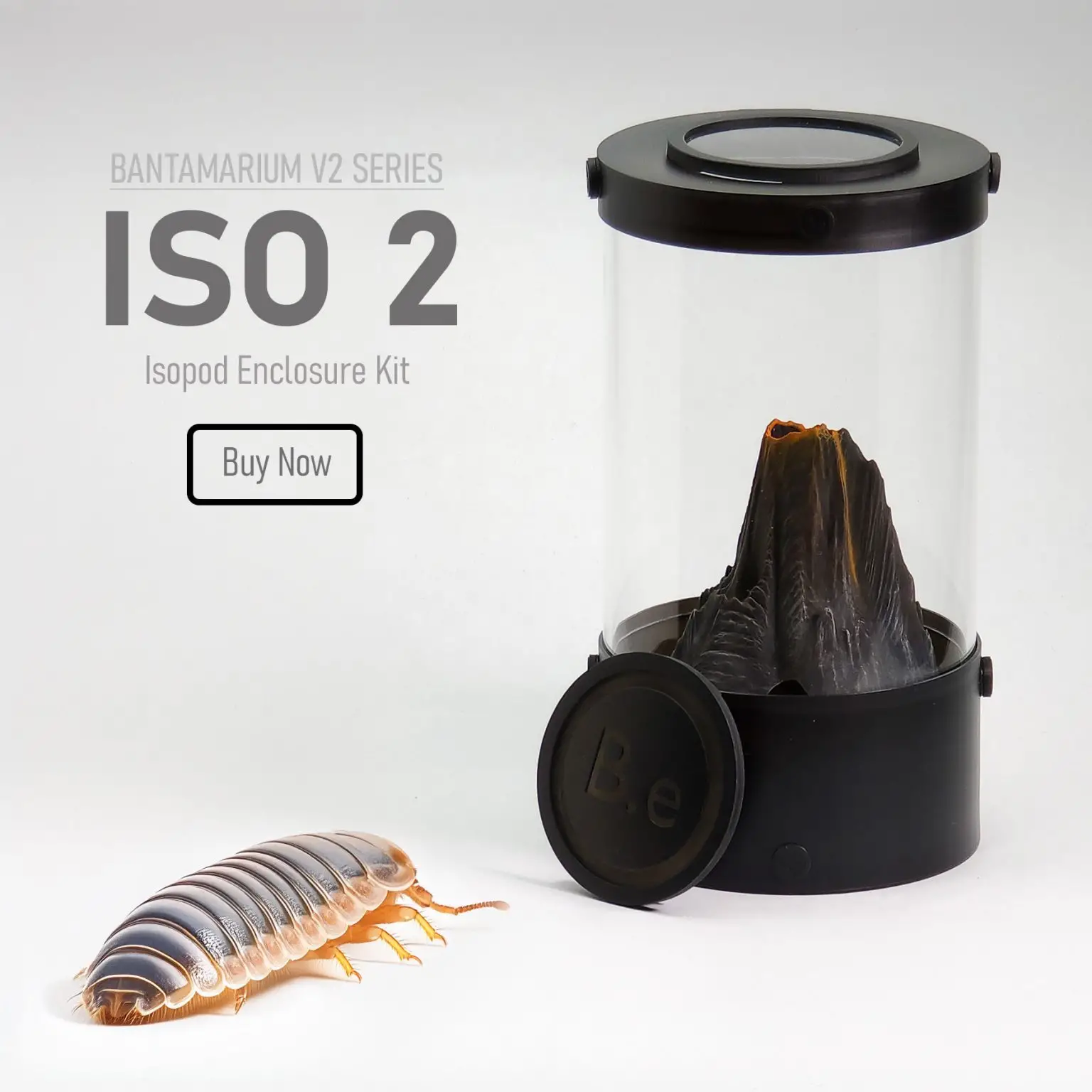 30+ Types Of Pet Isopods For Terrariums | Care & Setup Guide