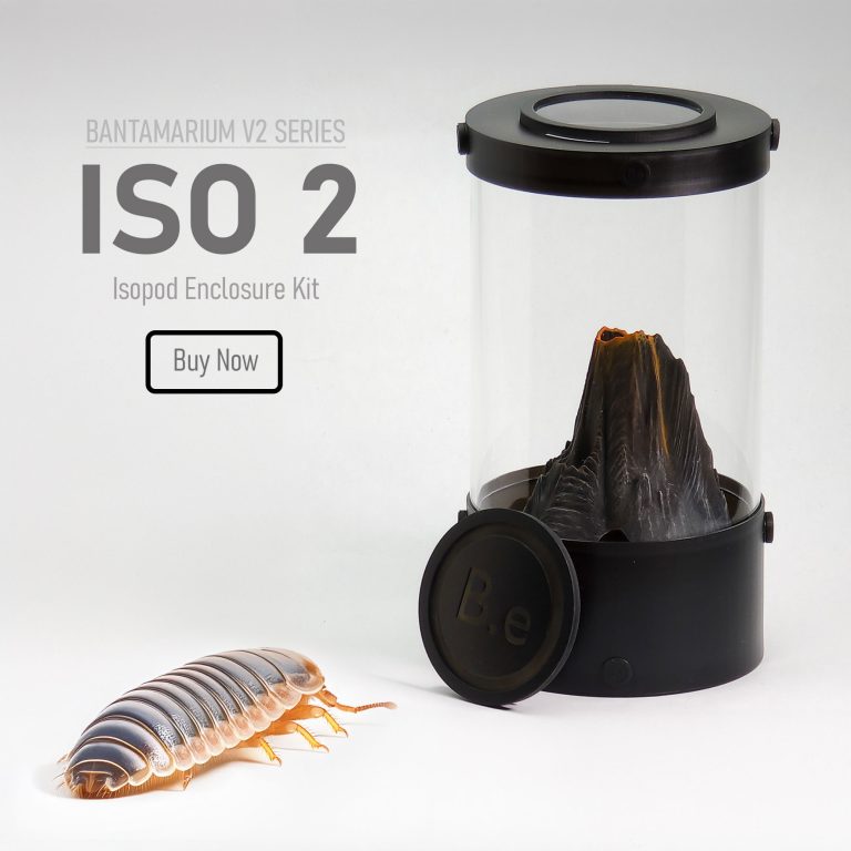 Porcellionides Pruinosus Powder Orange Isopods Care Guide