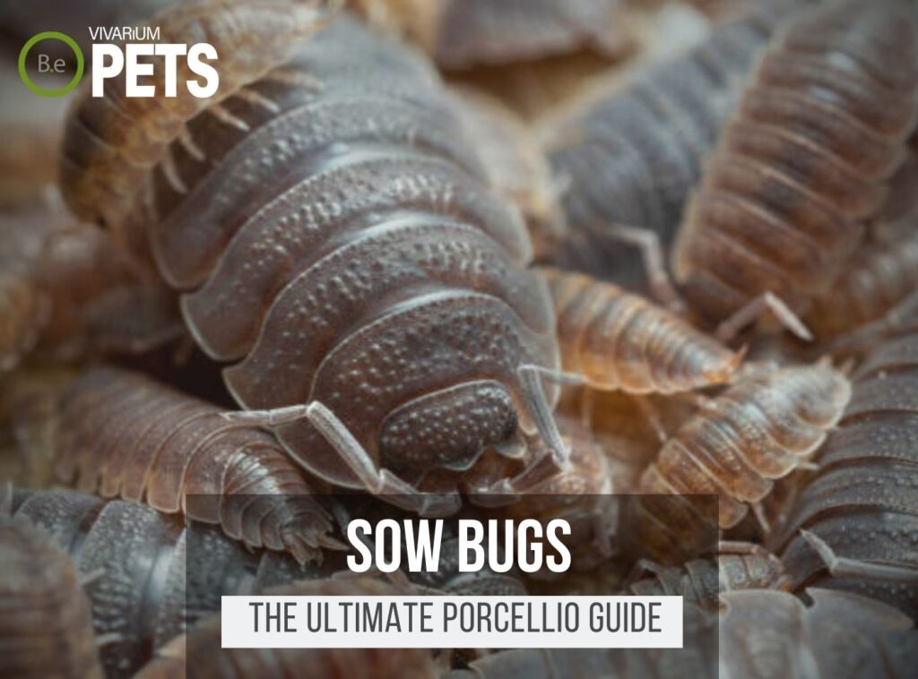 Pest To Pets: A Sow Bugs (Porcellio Species) Care Guide!