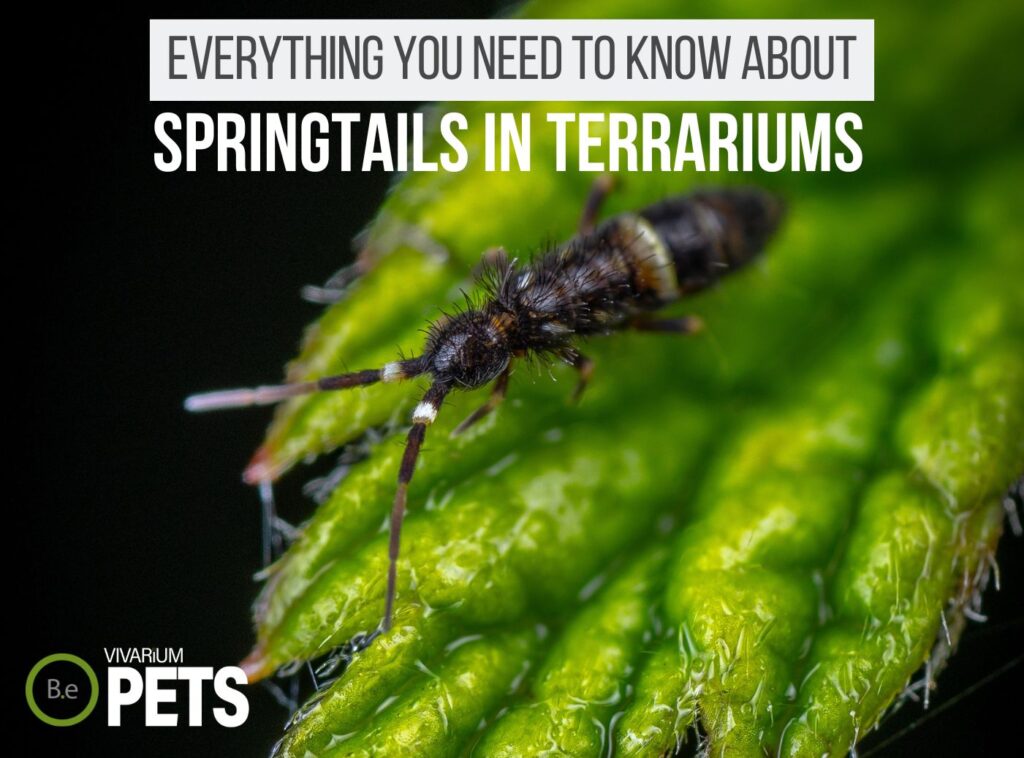 Springtails In Terrariums | The Complete Vivarium Pet Guide