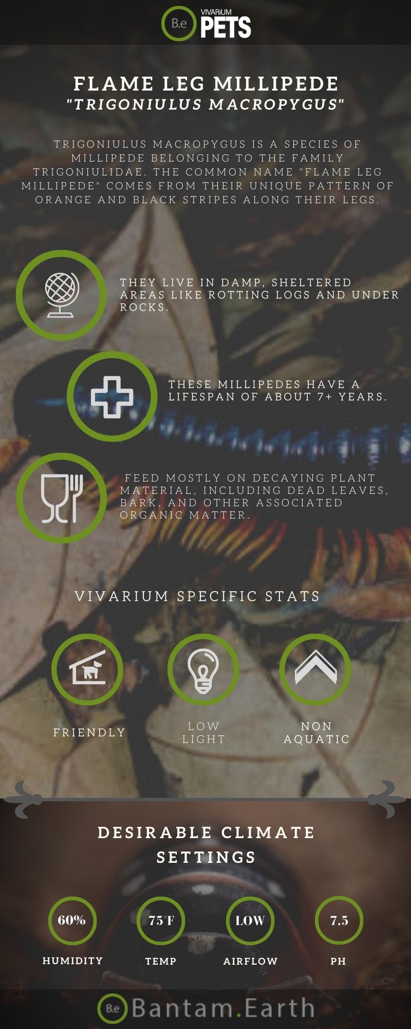 Trigoniulus Macropygus "Flame Leg Millipede" Care Guide