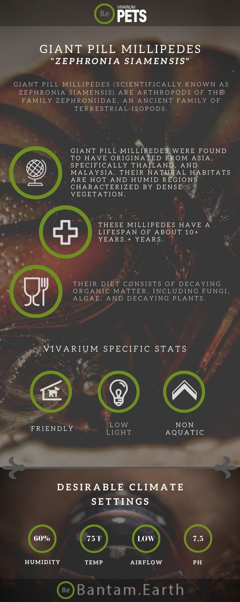 Zephronia Siamensis Giant Pill Millipede Care Guide