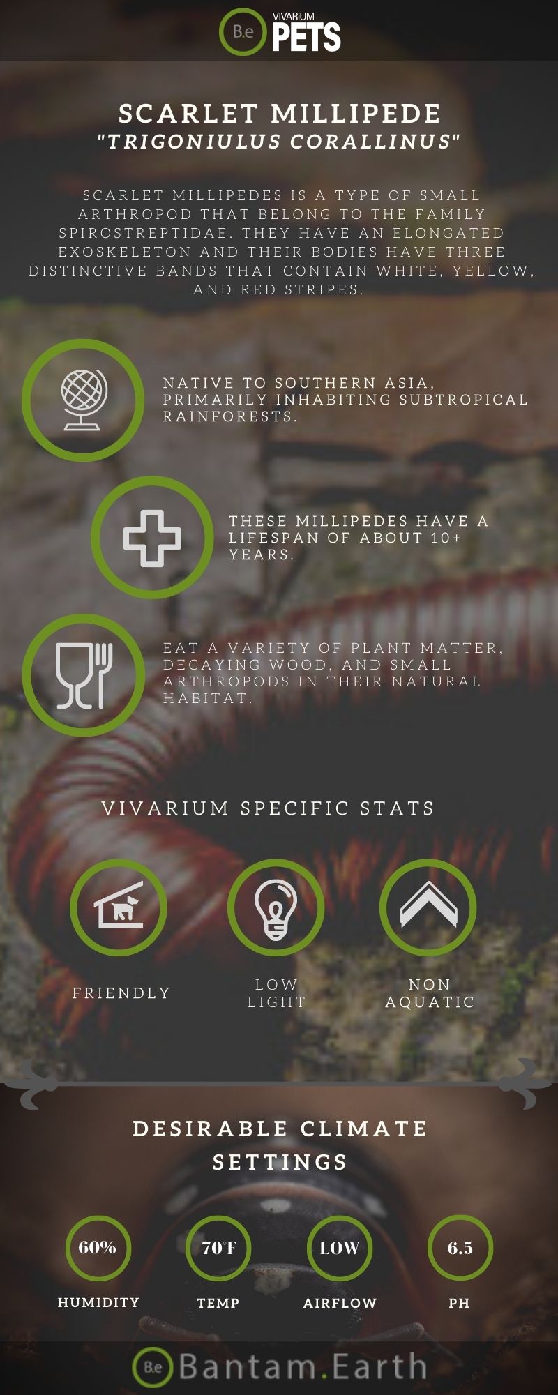 Trigoniulus Corallinus "Red Millipede" Complete Care Guide