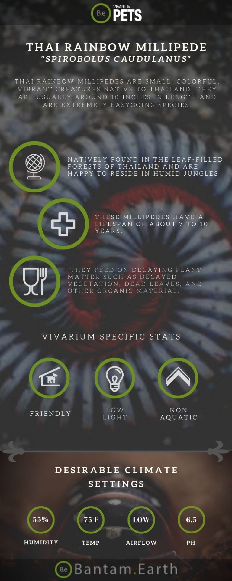 Spirobolus Caudulanus "Thai Rainbow Millipede" Care Guide