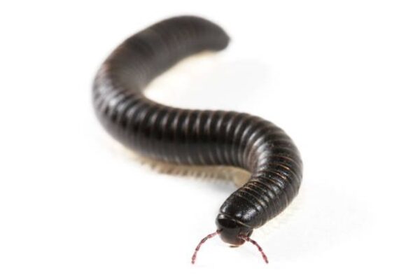 13+ Giant Millipedes That Make Great Pets | Care +Pictures