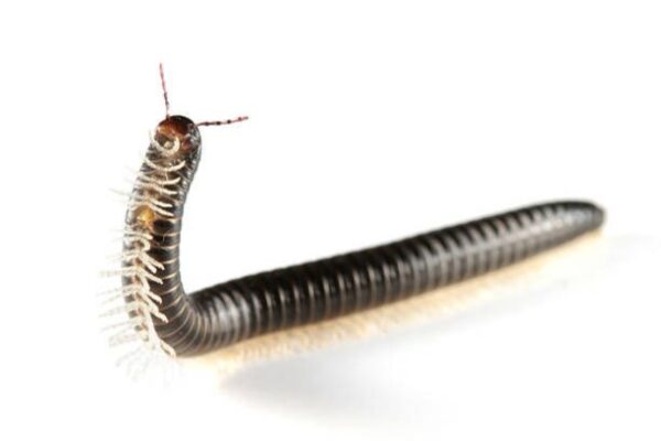 10+ Small Millipedes That Make Great Pets | Care +Pictures