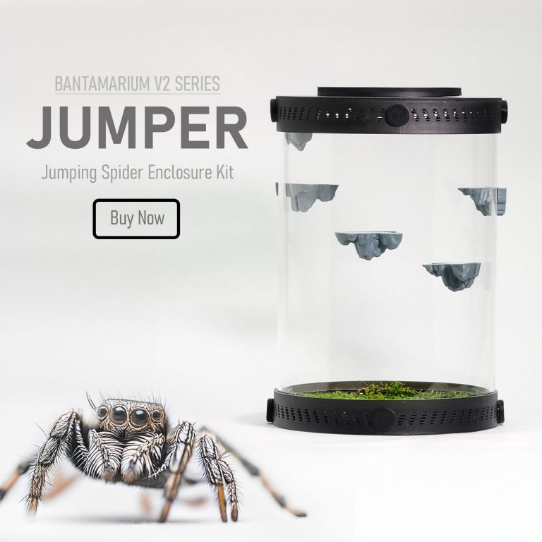 Chrysilla Lauta: Elegant Golden Jumping Spider Care Guide!