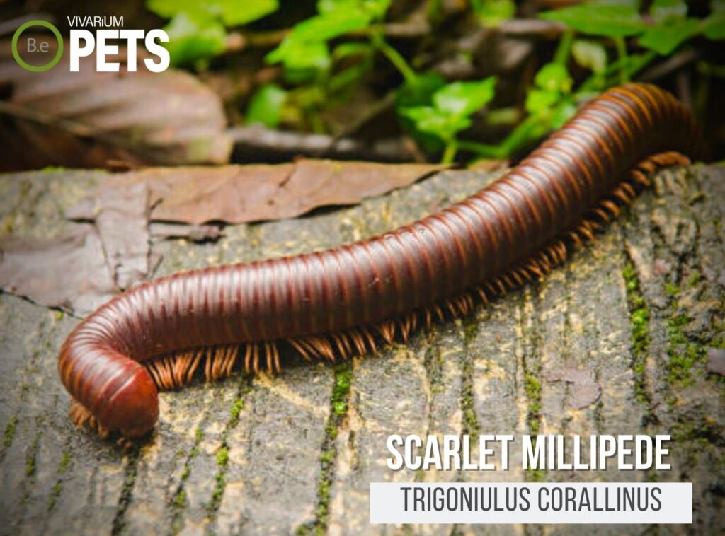 Trigoniulus Corallinus "Red Millipede" Complete Care Guide