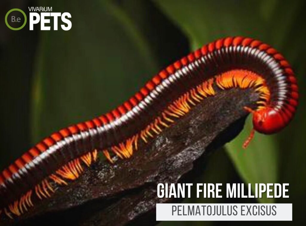 Pelmatojulus Excisus "Giant Fire Millipede" Care Guide!