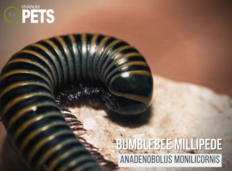 Anadenobolus Monilicornis "Bumblebee Millipede" Care Guide