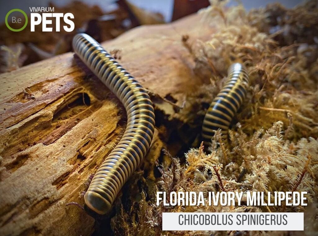 Chicobolus Spinigerus "Ivory Millipede" Complete Care Guide!