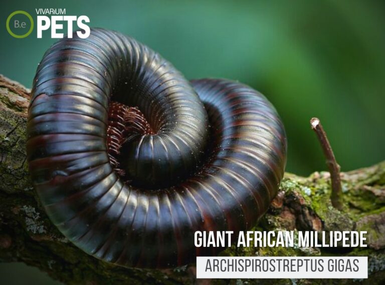 13+ Giant Millipedes That Make Great Pets | Care +Pictures