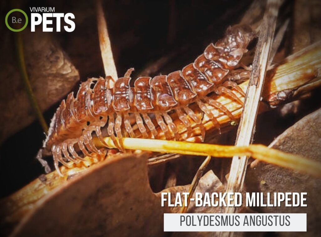 Polydesmus Angustus "Flat-backed Millipede" Care Guide