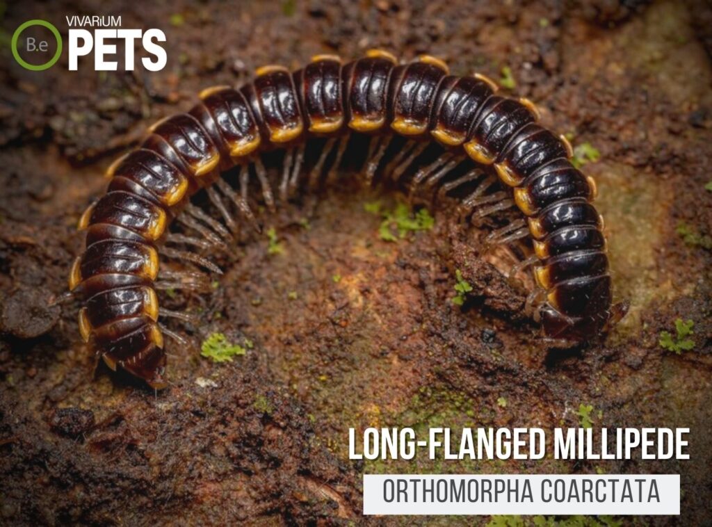 Orthomorpha Coarctata "Long-flanged Millipede" Care Guide