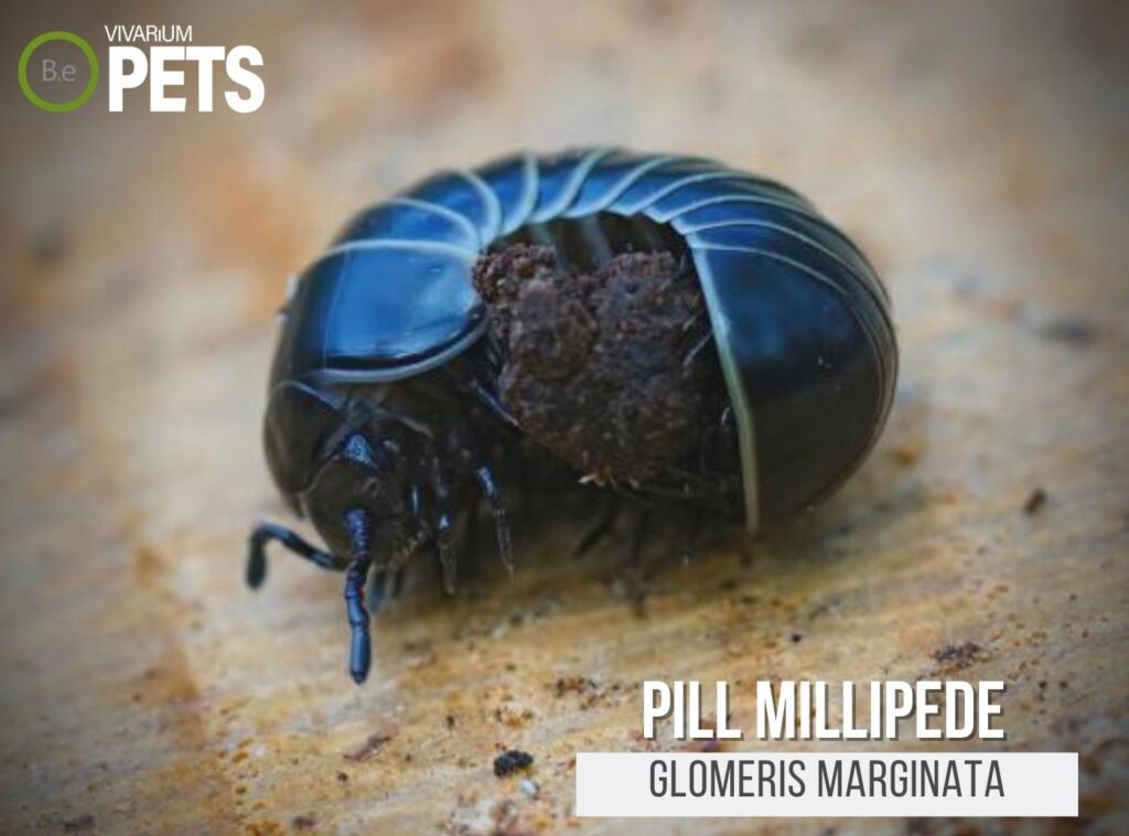 Glomeris Marginata "Pill Millipede" Complete Care Guide