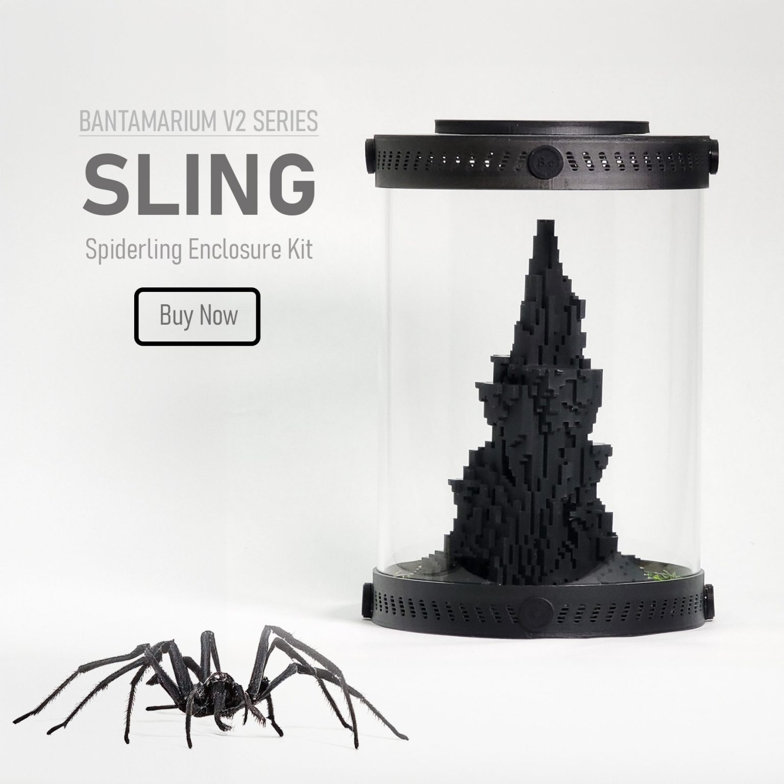 Chrysilla Lauta: Elegant Golden Jumping Spider Care Guide!