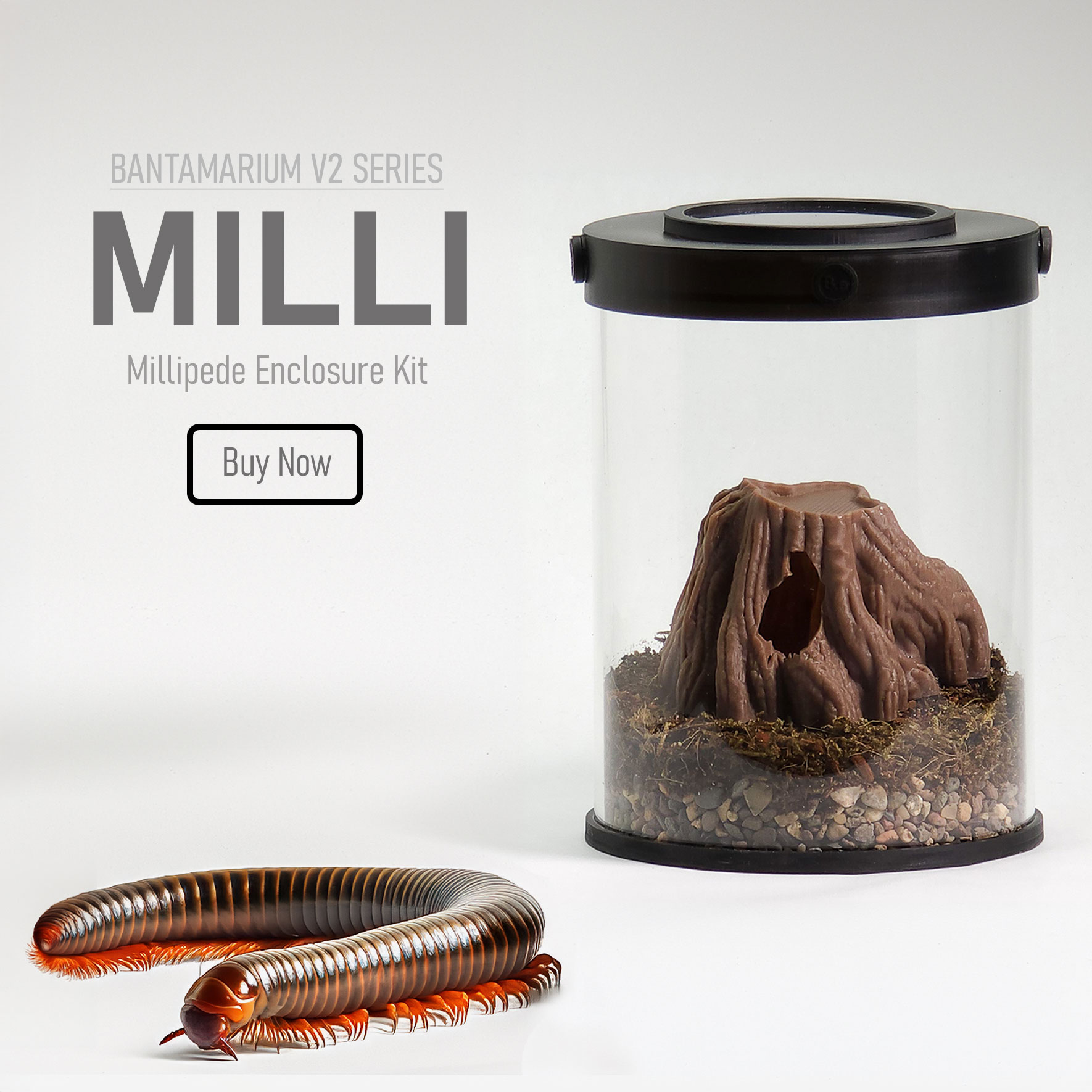 13+ Giant Millipedes That Make Great Pets | Care +Pictures