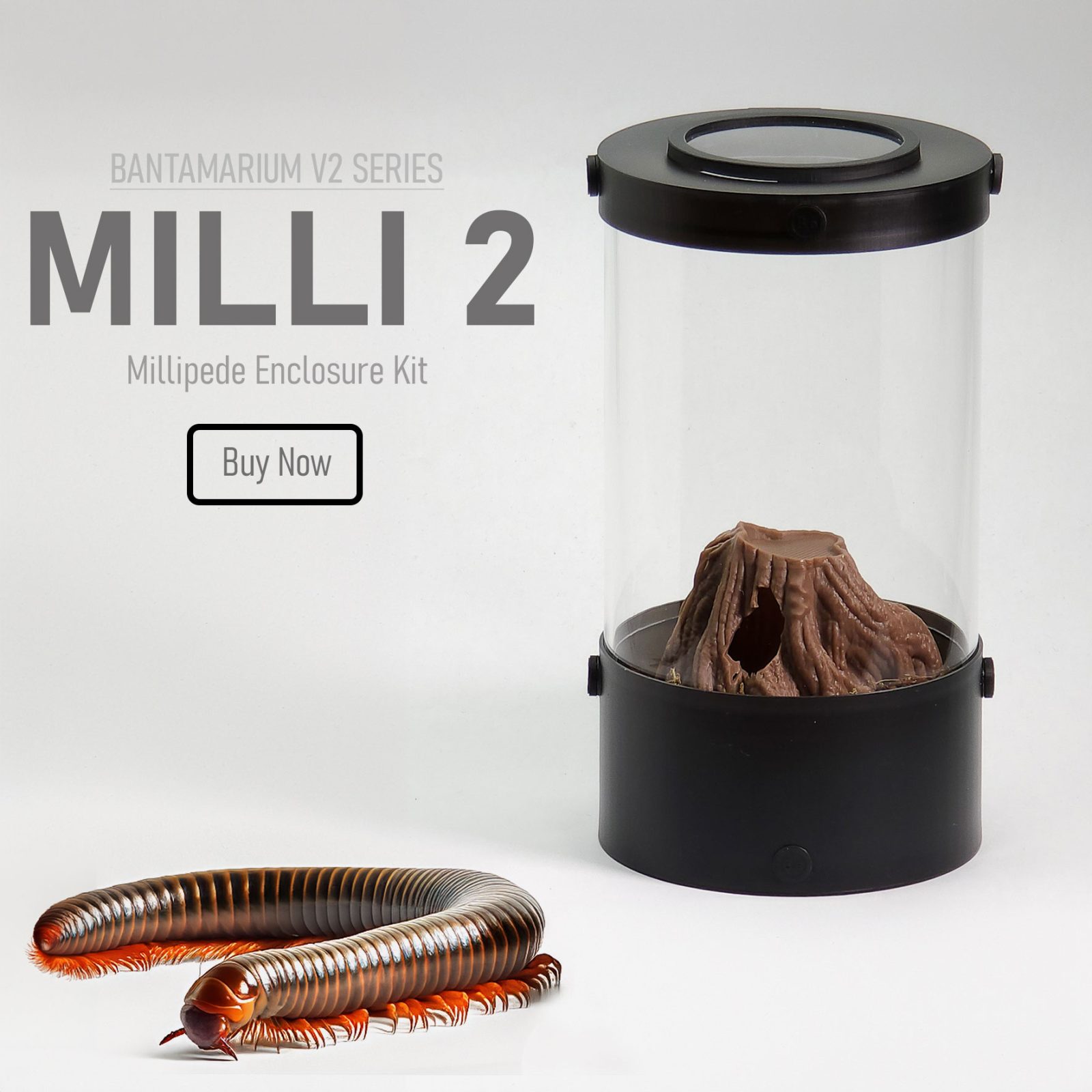 23+ Types Of Pet Millipedes For Terrariums | Care & Setup Guide