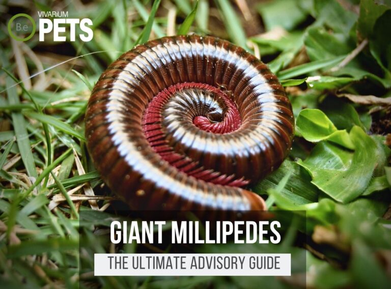 13+ Giant Millipedes That Make Great Pets | Care +Pictures