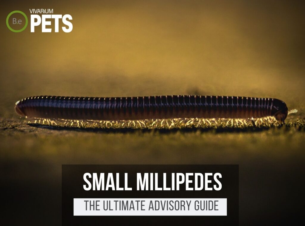 10+ Small Millipedes That Make Great Pets | Care +Pictures