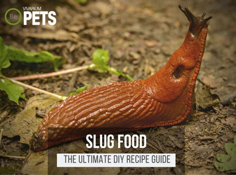 What Do Slugs Eat? + The Ultimate DIY Slug Food Recipe!