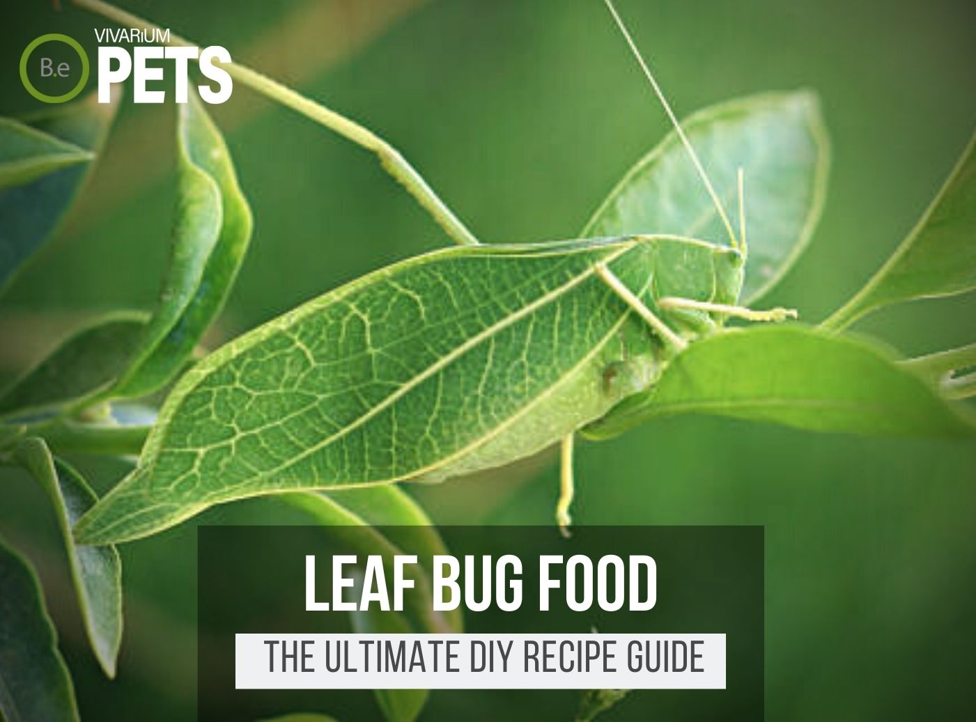 Life Cycle Of A Leaf Bug Infoupdate