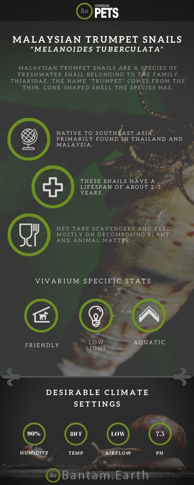 Melanoides Tuberculata "Malaysian Trumpet Snail" Care Guide