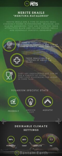 Nerite Snails: The Ultimate Neritina Species Care Guide