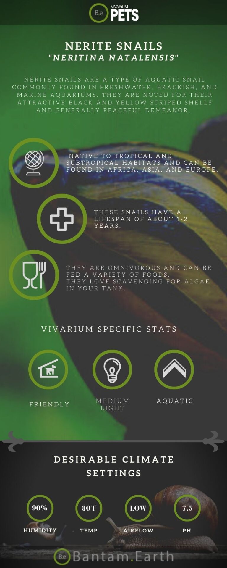 Nerite Snails: The Ultimate Neritina Species Care Guide