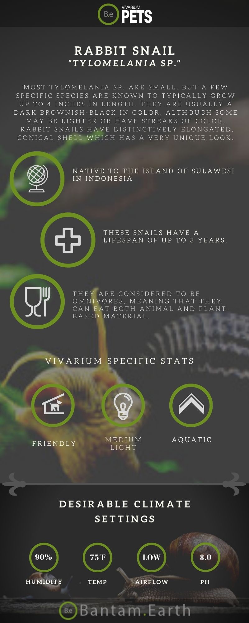 Rabbit Snails: The Ultimate Tylomelania Species Care Guide!