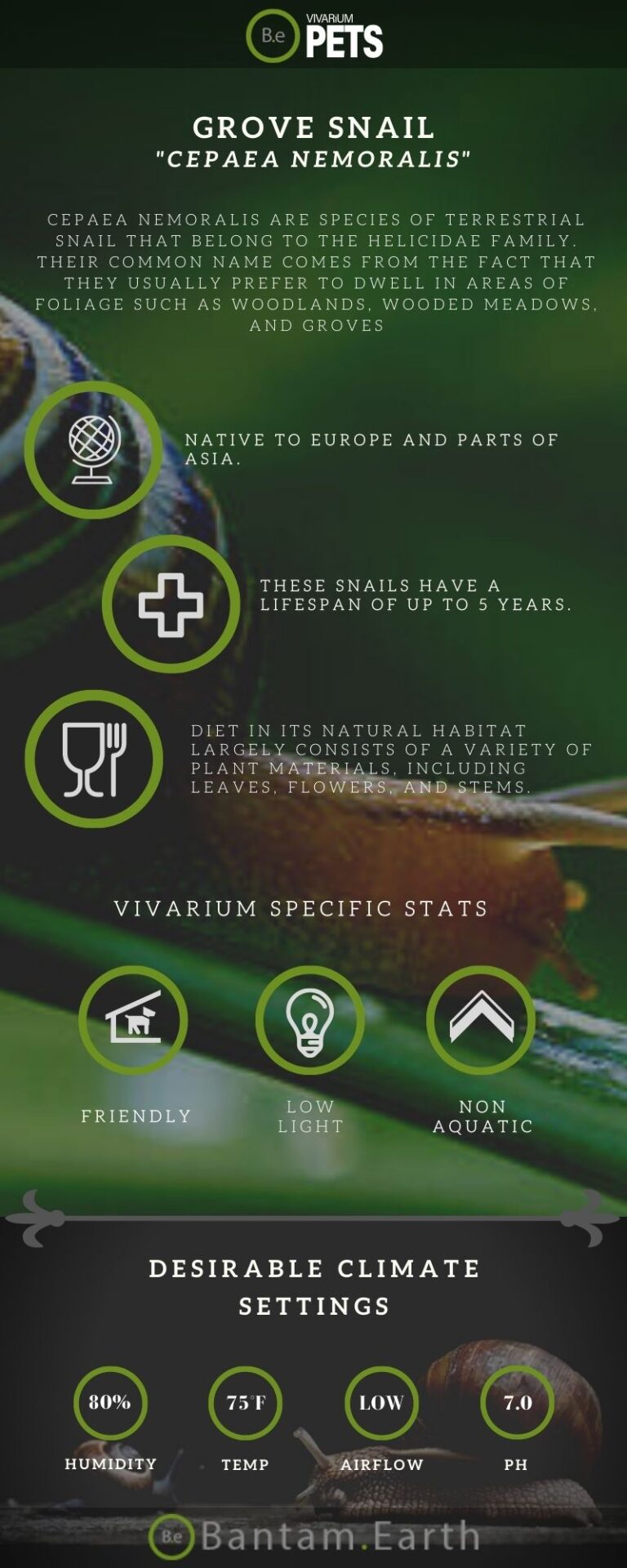 Grove Snails: The Ultimate Cepaea Nemoralis Care Guide!