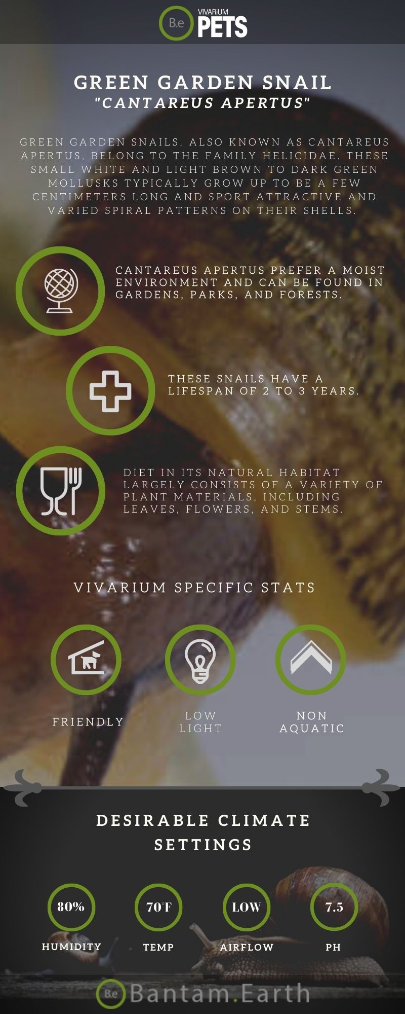 Cantareus Apertus "Green Garden Snail" Care Guide