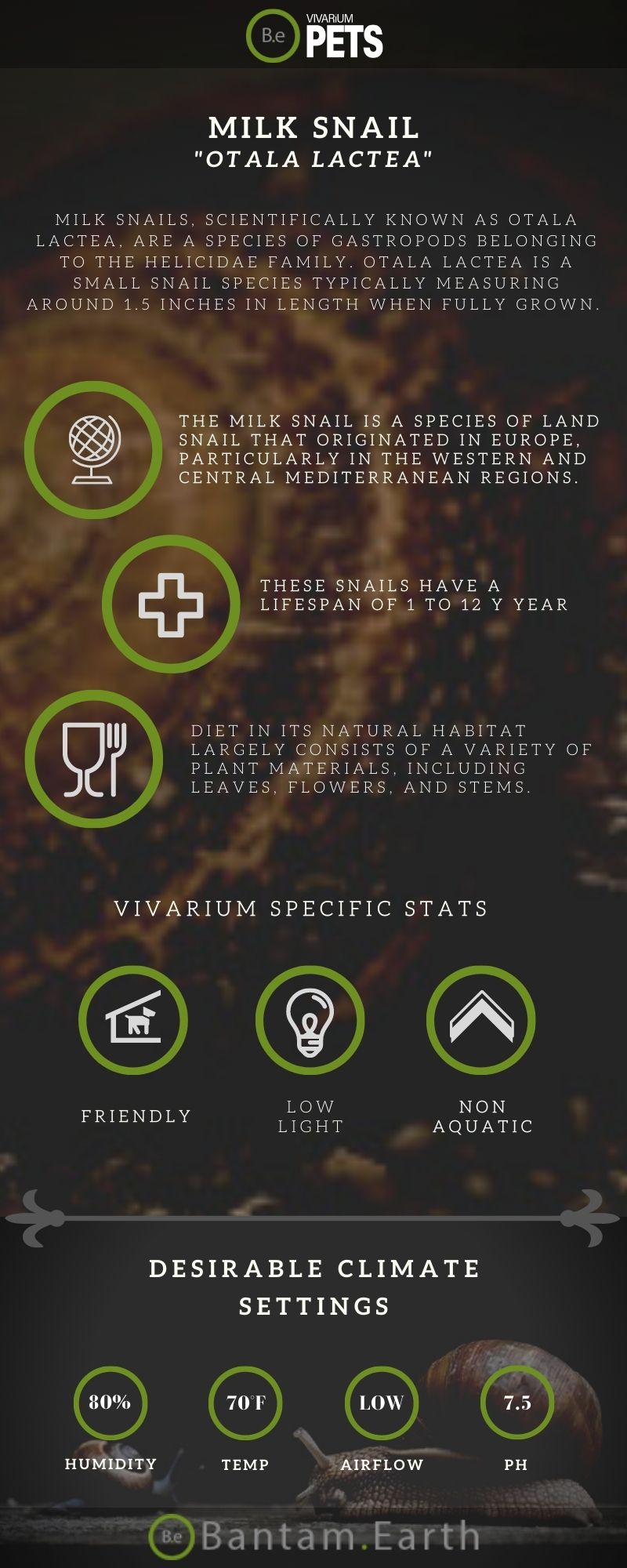 The Ultimate Otala Lactea "Milk Snail" Care Guide!