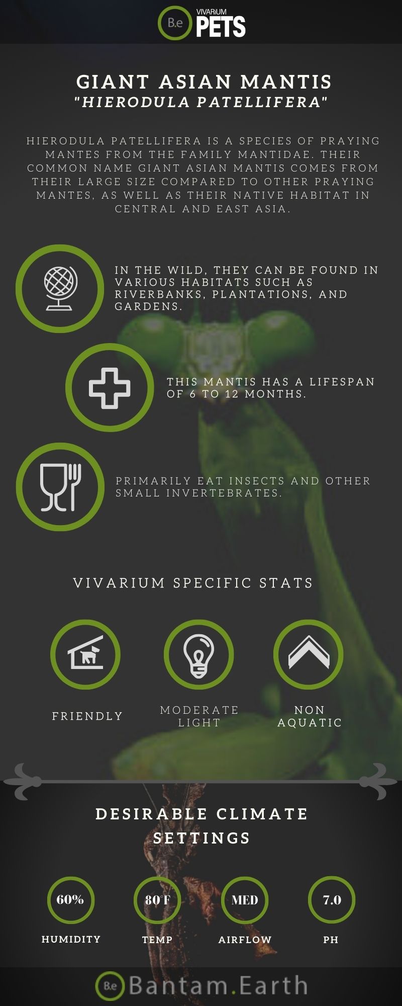 Hierodula Patellifera: The Giant Asian Mantis Care Guide!