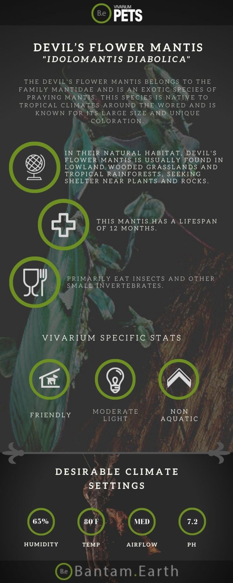 Devil's Flower Mantis: The Idolomantis Diabolica Care Guide