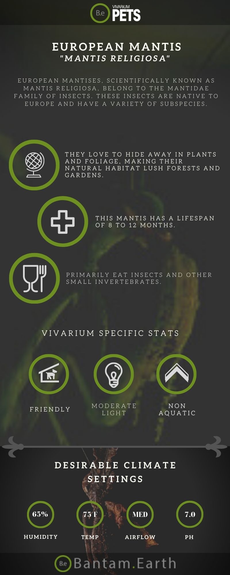 Mantis Religiosa: A Complete European Mantis Care Guide!
