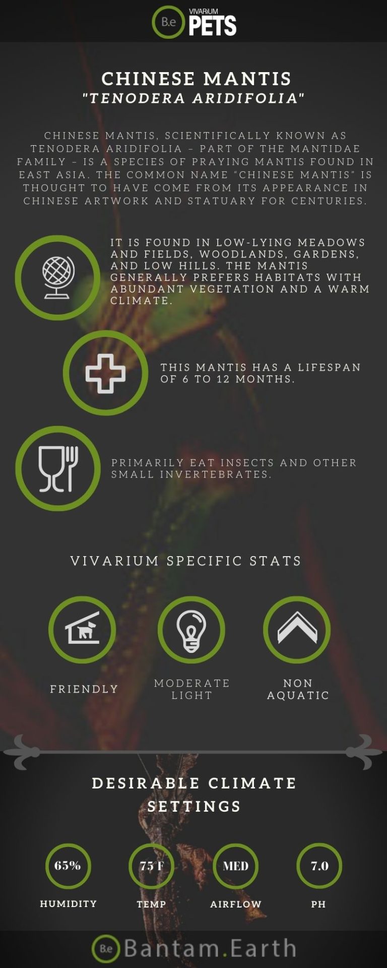 Chinese Mantis: A Complete Tenodera Aridifolia Care Guide