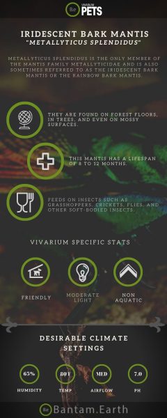 Metallyticus Splendidus: Iridescent Bark Mantis Care Guide!