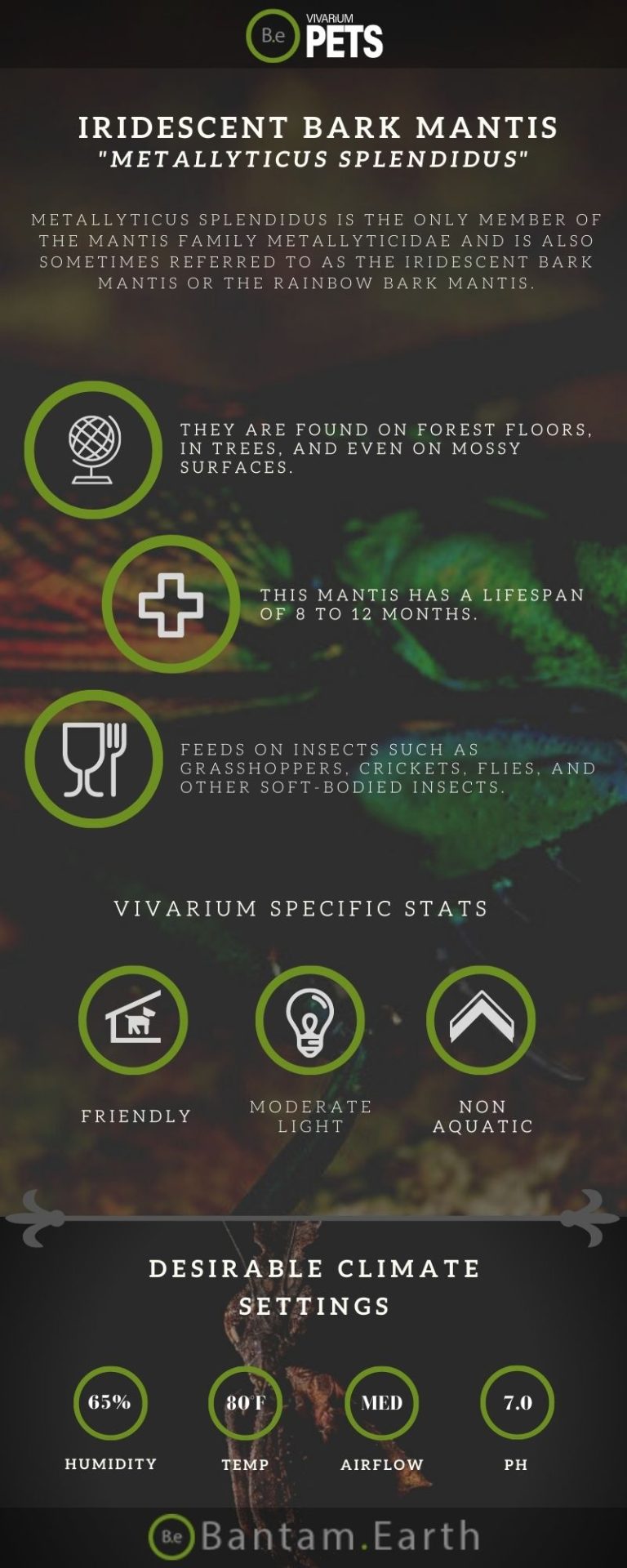 Metallyticus Splendidus: Iridescent Bark Mantis Care Guide!