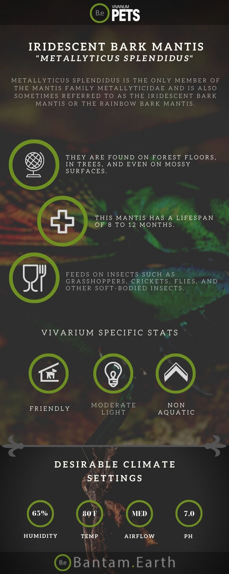 Metallyticus Splendidus: Iridescent Bark Mantis Care Guide!