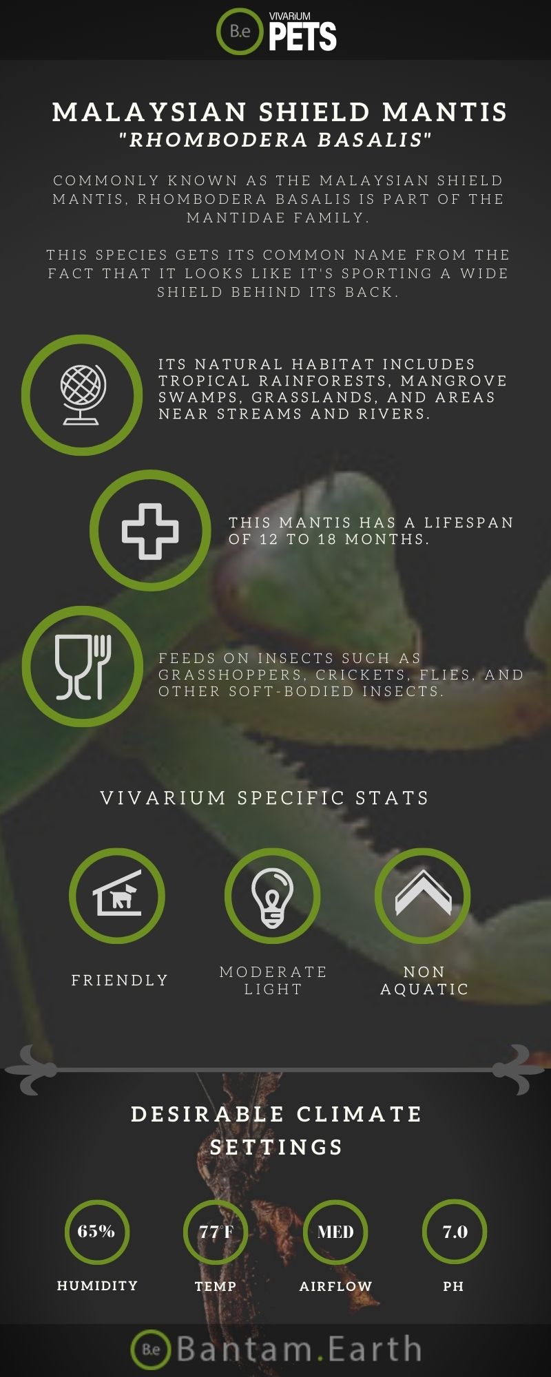 Rhombodera Basalis: A Malaysian Shield Mantis Care Guide!
