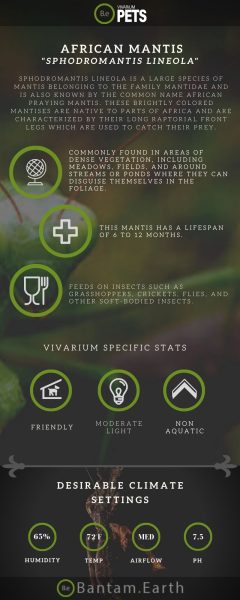 Sphodromantis Lineola: The Ultimate African Mantis Guide!