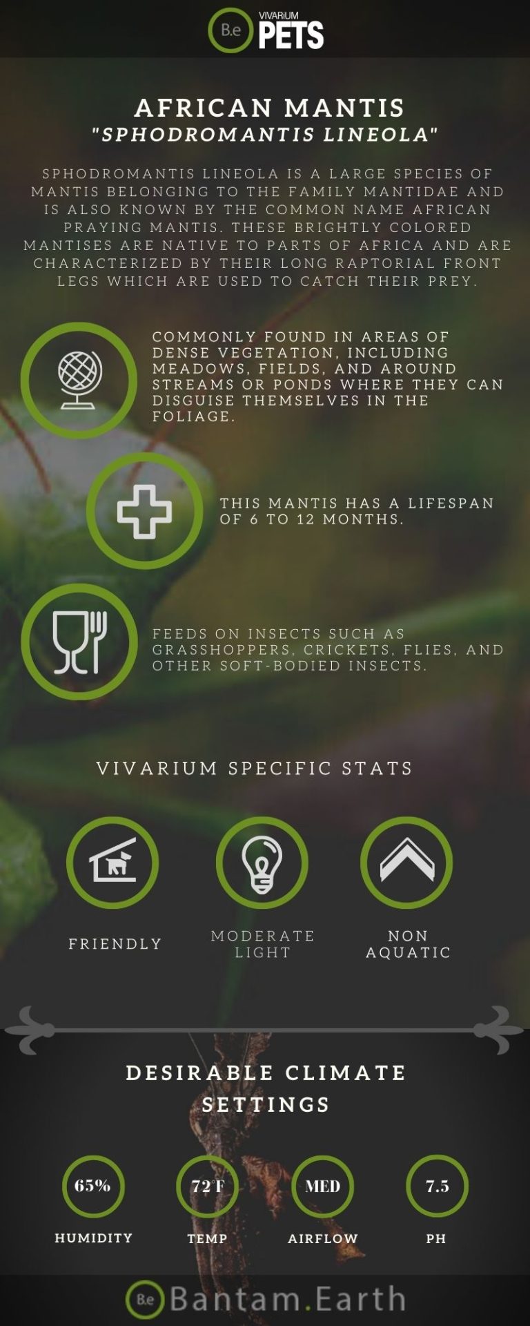 Sphodromantis Lineola: The Ultimate African Mantis Guide!