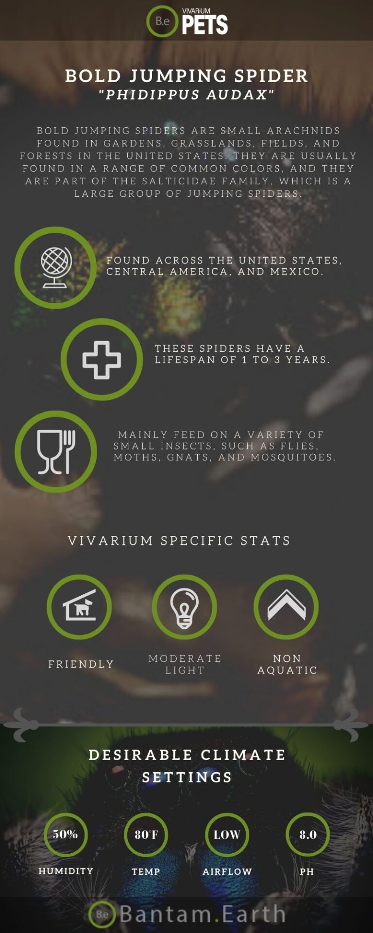 Phidippus Audax: The Bold Jumping Spider Care Guide