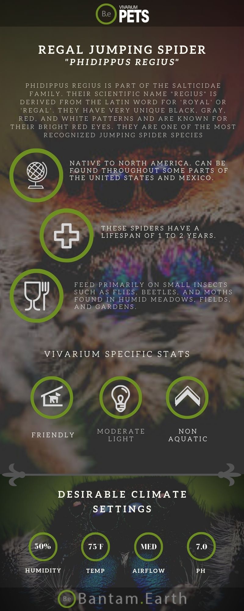 Phidippus Regius: The Regal Jumping Spider Care Guide!