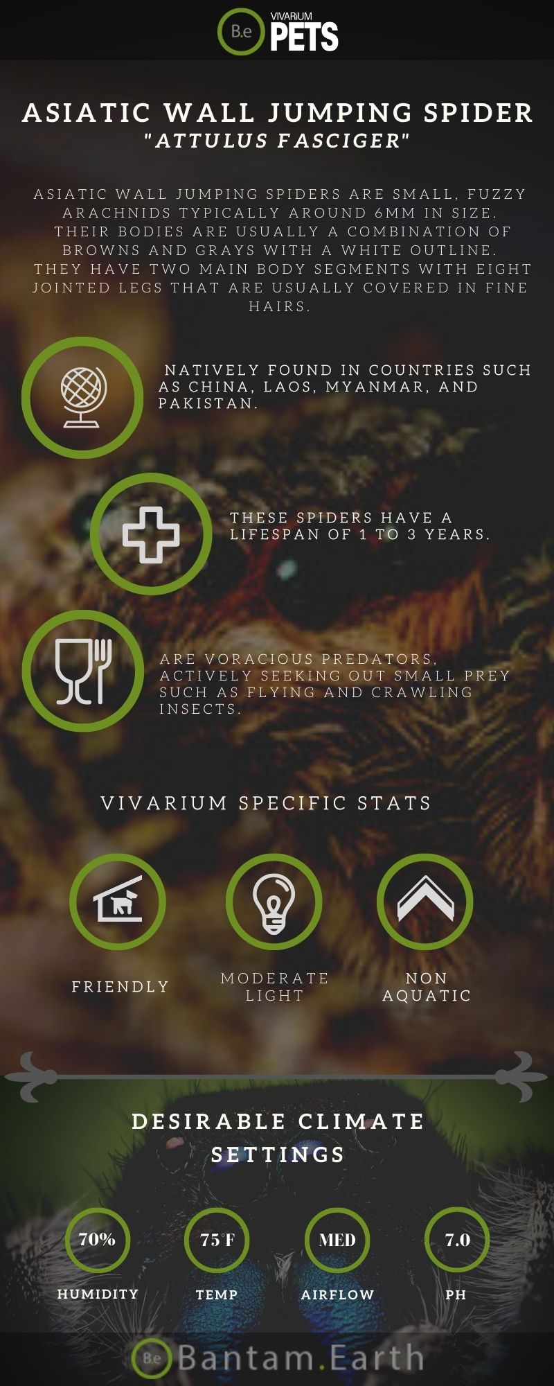 Attulus Fasciger: An Asiatic Wall Jumping Spider Care Guide!